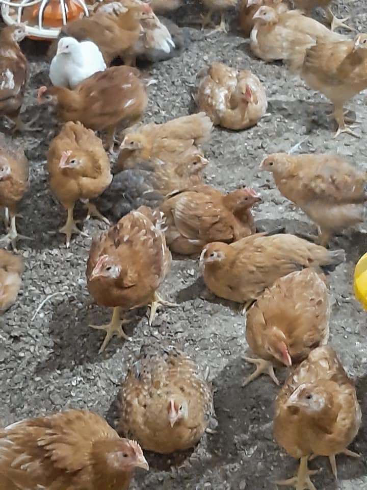 Pui de Cărpineni- G.Ț. Avicola Bivol - Primăria comunei Cărpineni